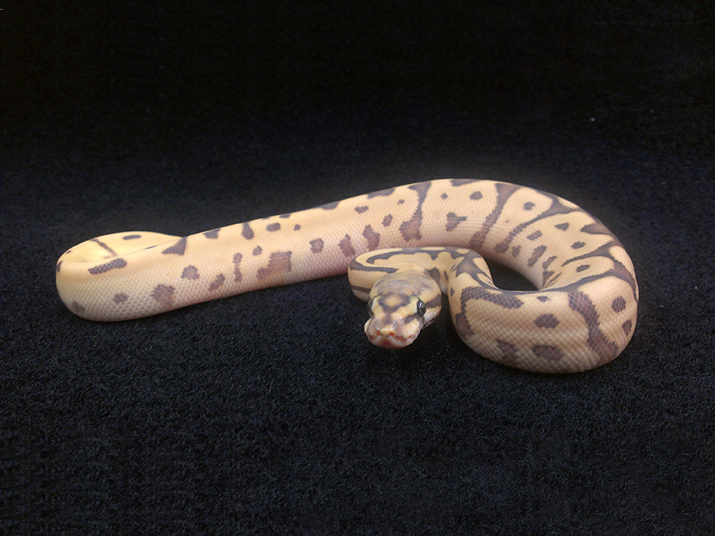 Morph List - World of Ball Pythons