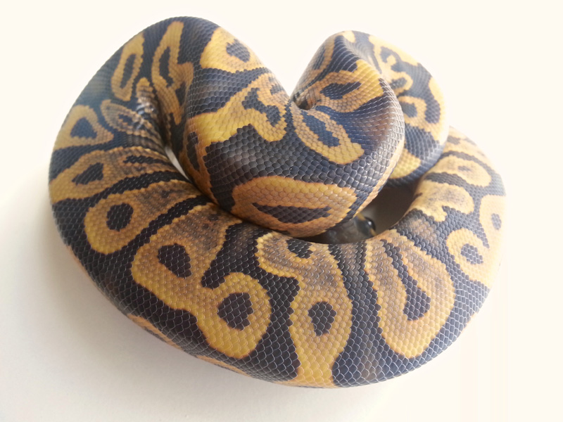 Morph List - World of Ball Pythons