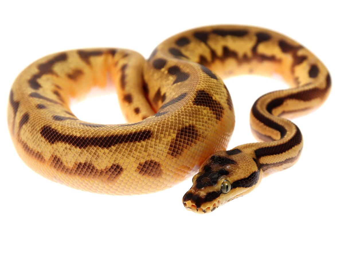 Morph List - World of Ball Pythons