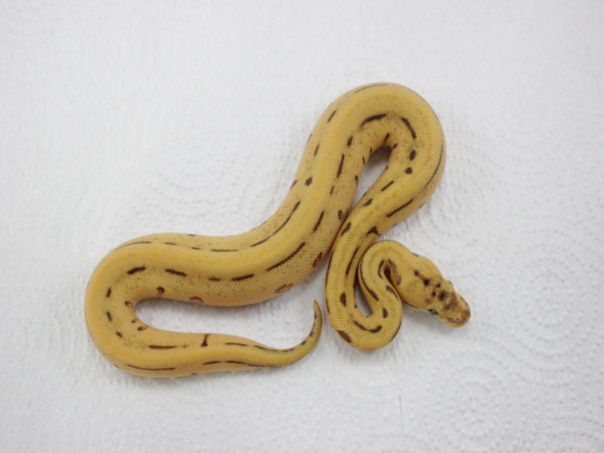 Morph List - World of Ball Pythons