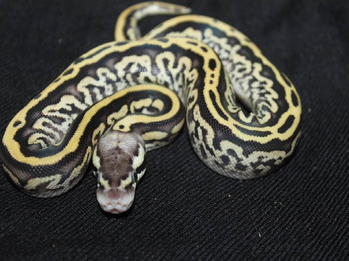 Morph List - World of Ball Pythons