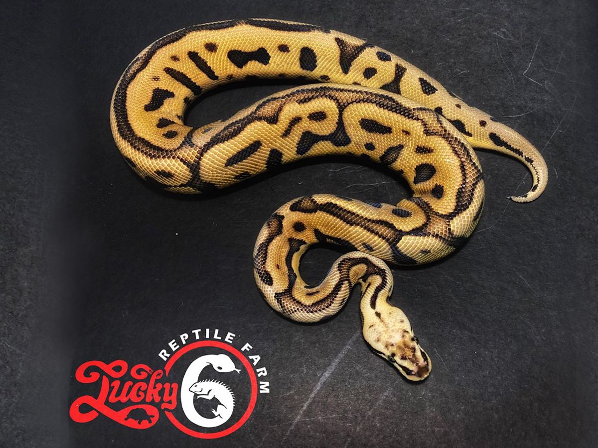 Morph List - World of Ball Pythons