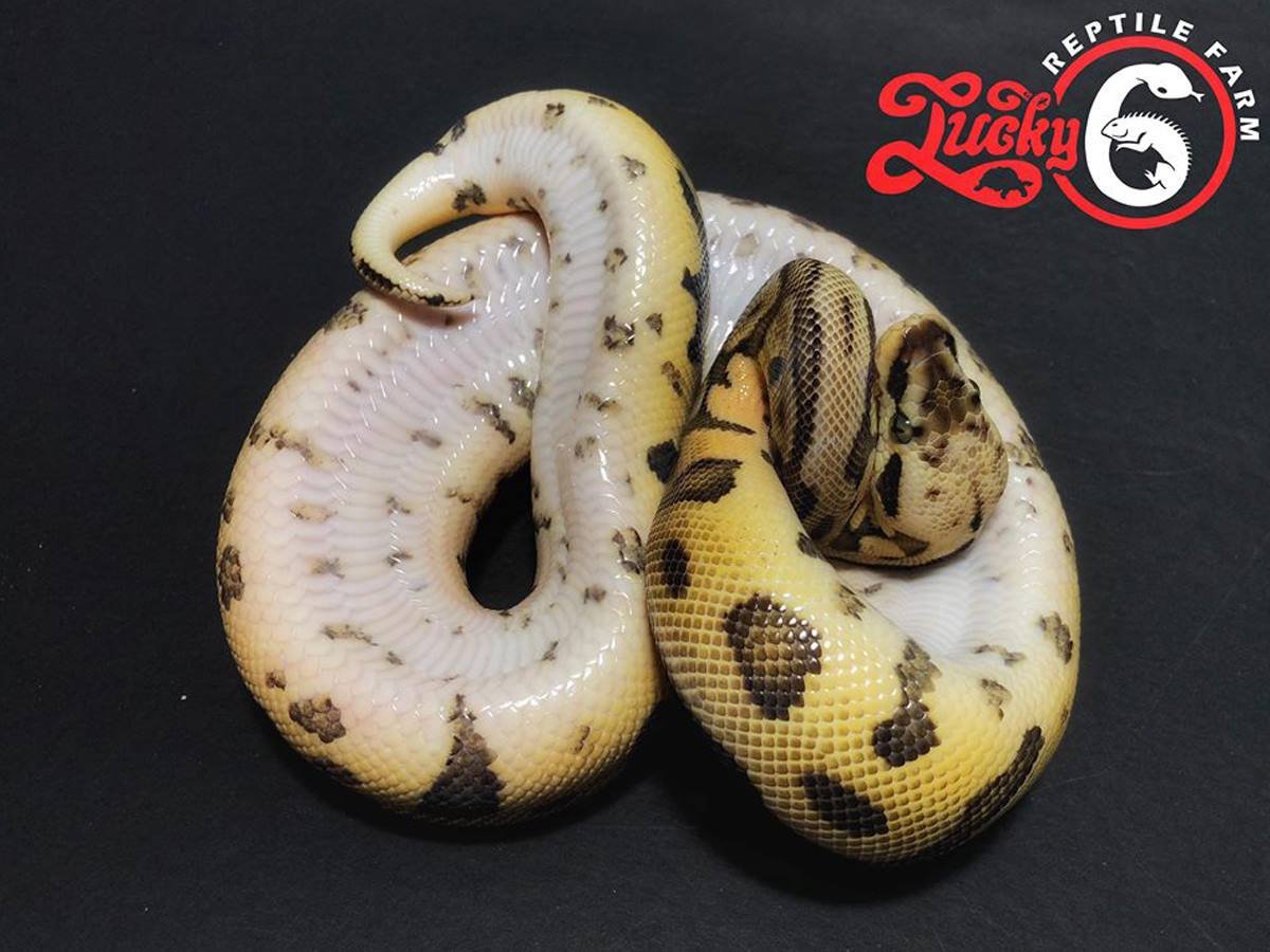 Morph List - World of Ball Pythons