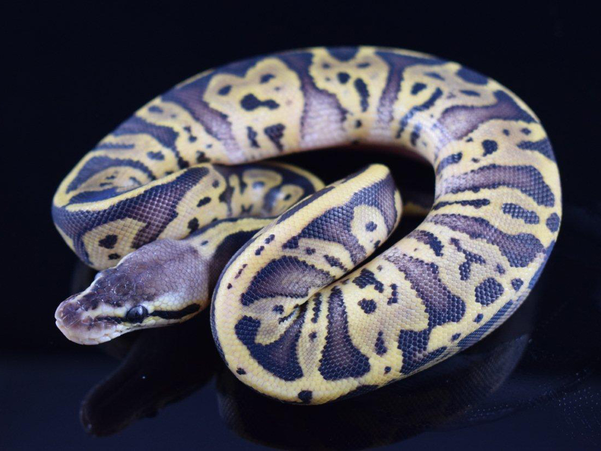 Morph List - World of Ball Pythons