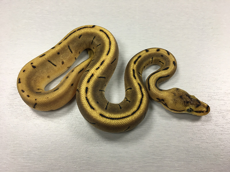 Morph List - World of Ball Pythons