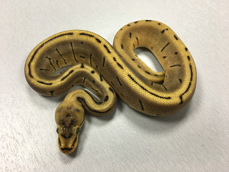 Morph List - World of Ball Pythons