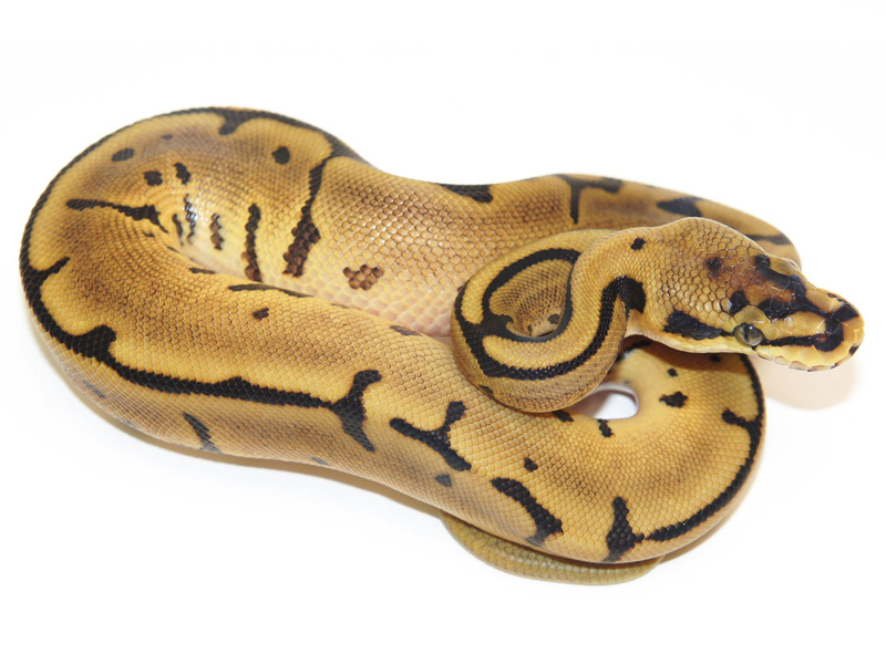 Morph List - World of Ball Pythons