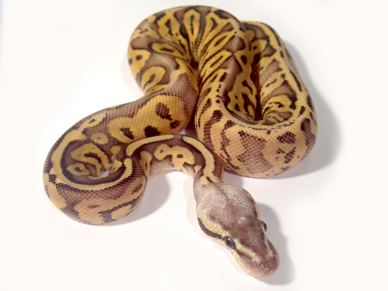 Morph List - World of Ball Pythons