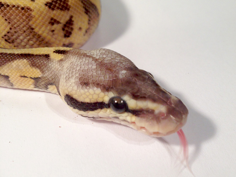 Morph List - World of Ball Pythons