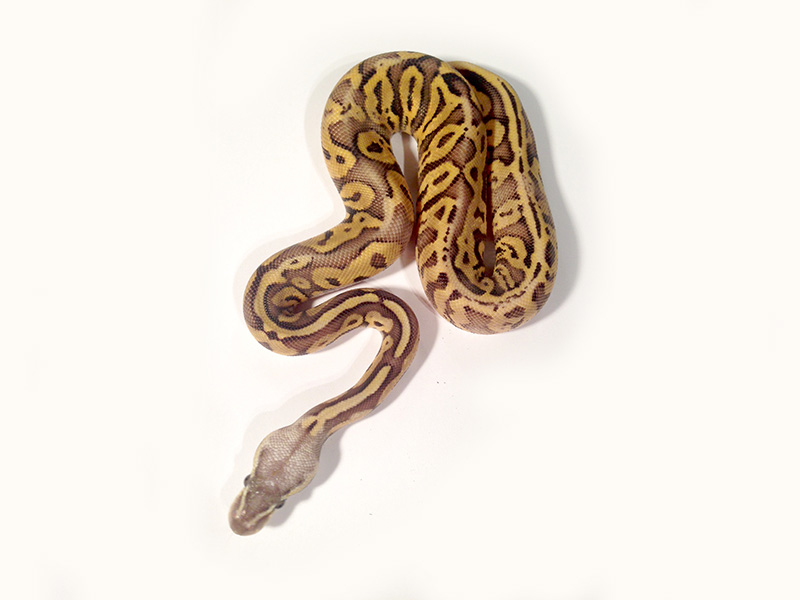 Morph List - World of Ball Pythons