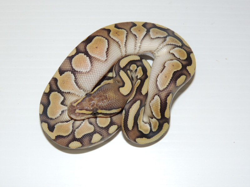 Morph List - World of Ball Pythons