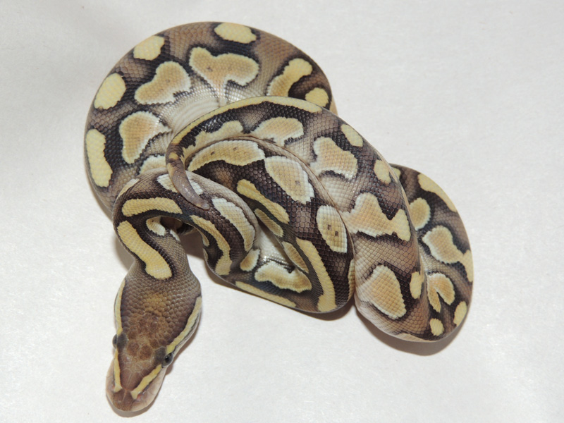 Morph List - World of Ball Pythons