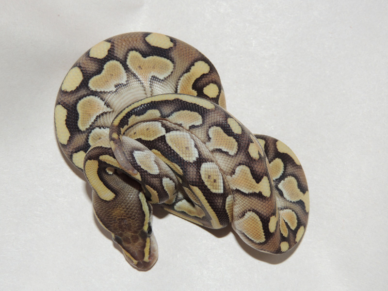 Morph List - World of Ball Pythons