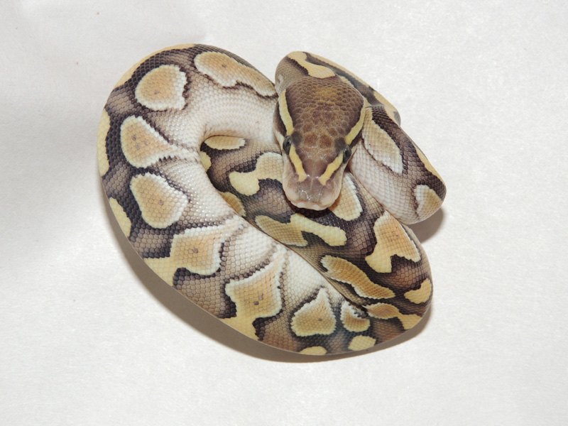 Morph List - World of Ball Pythons