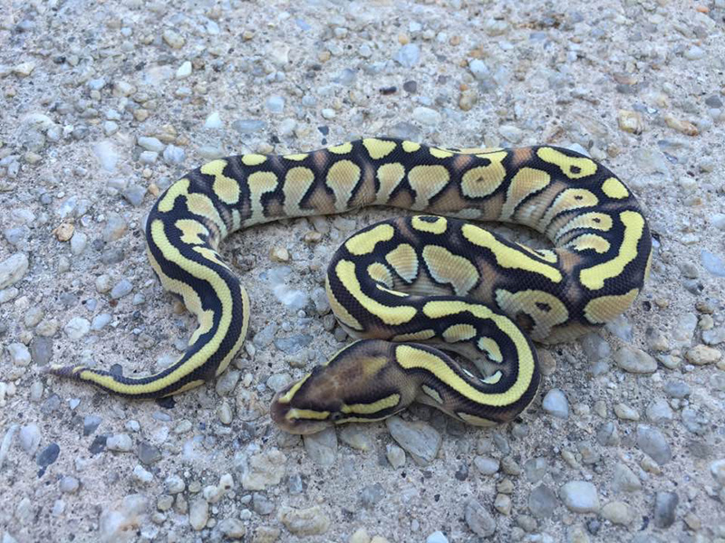 Morph List - World of Ball Pythons