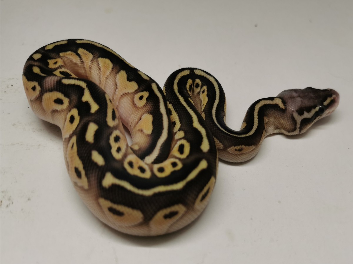 Morph List - World of Ball Pythons
