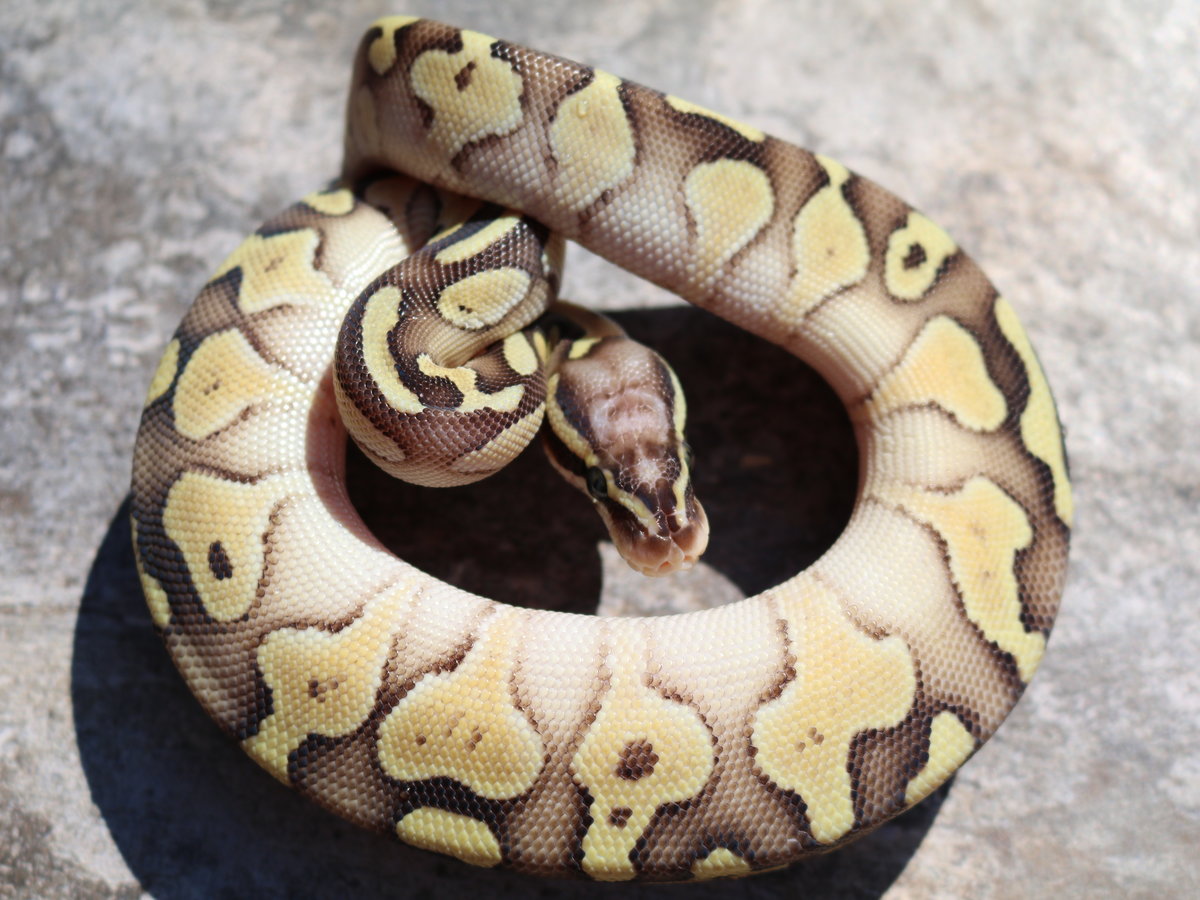 Morph List - World of Ball Pythons