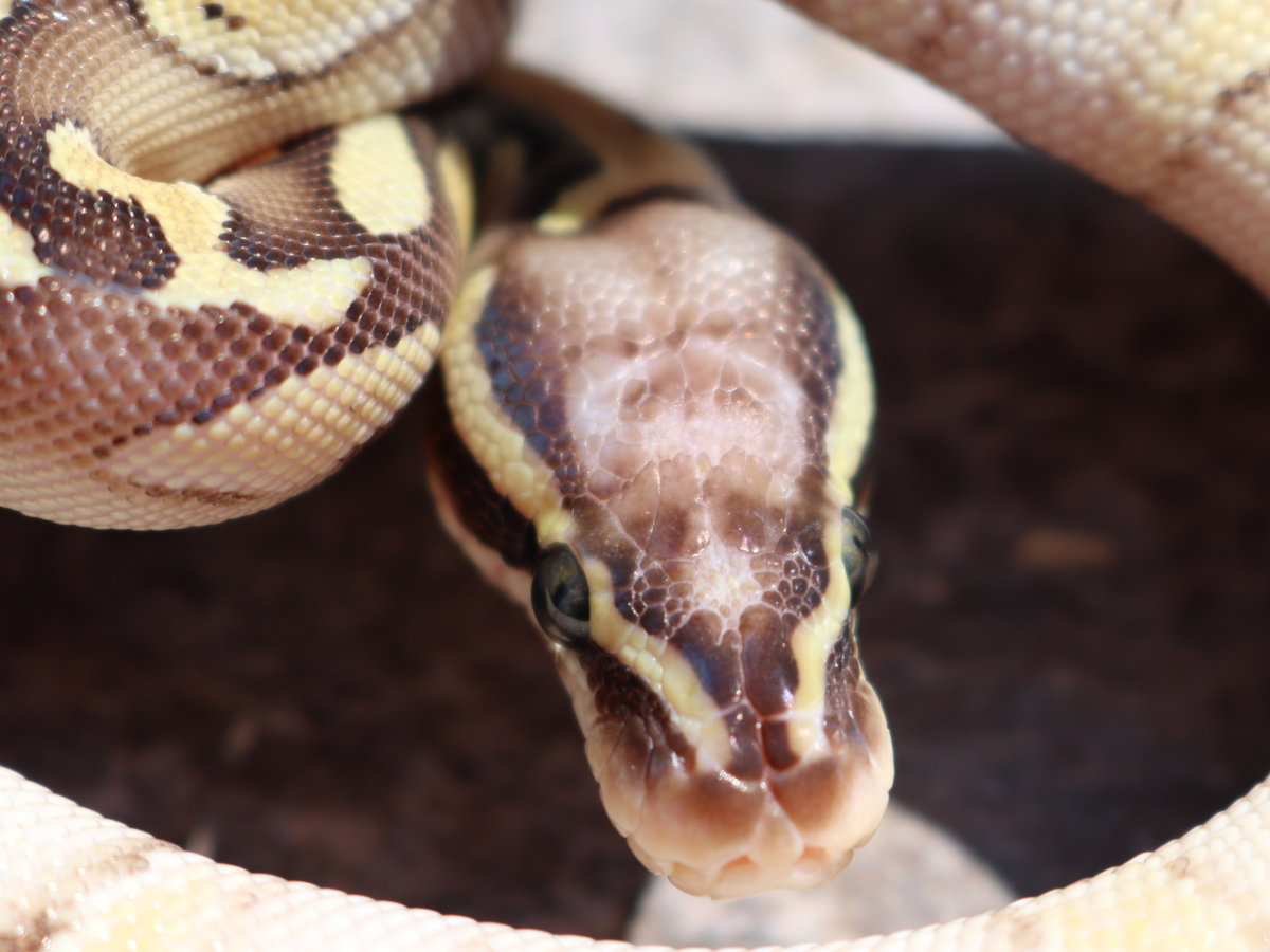 Morph List - World of Ball Pythons