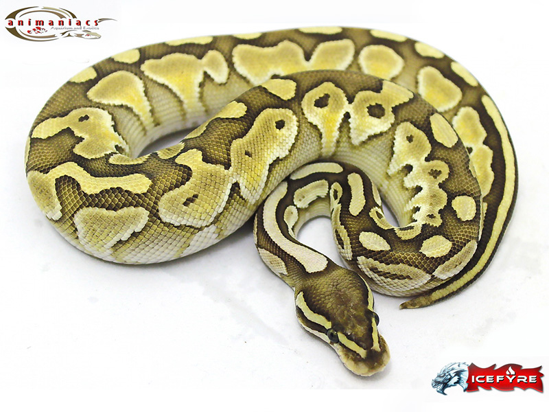 Morph List - World of Ball Pythons