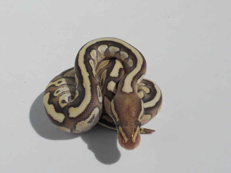 Morph List - World of Ball Pythons