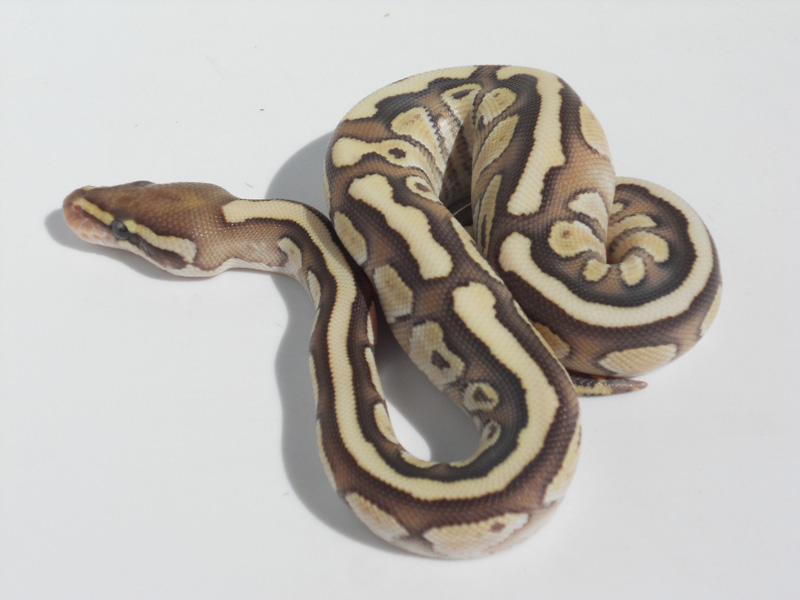 Morph List - World of Ball Pythons