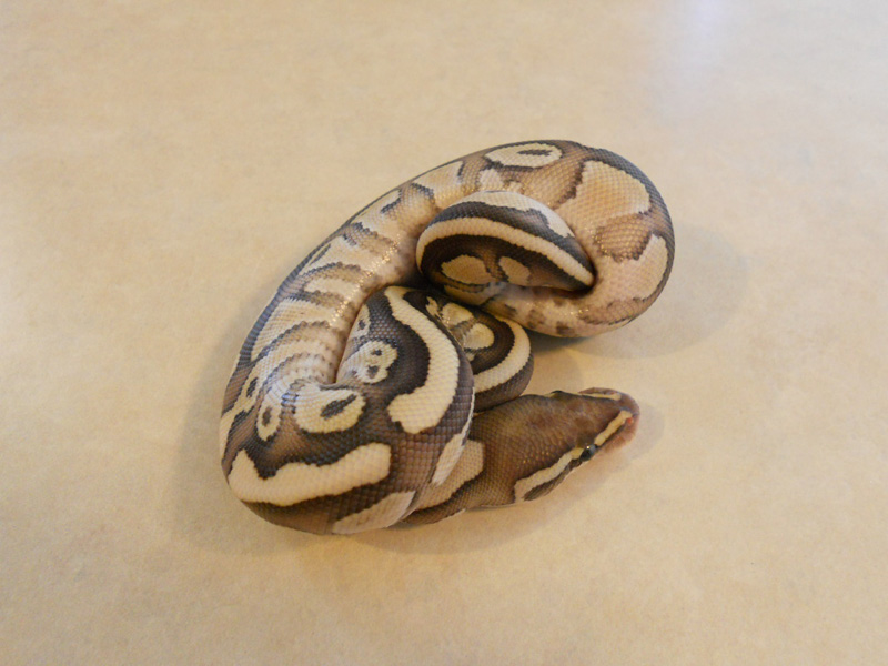Morph List - World of Ball Pythons