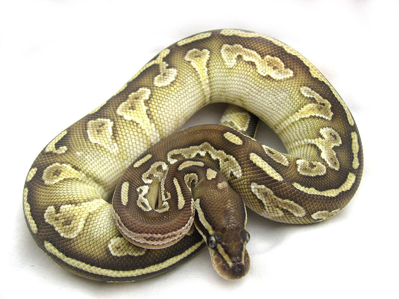 Morph List - World of Ball Pythons