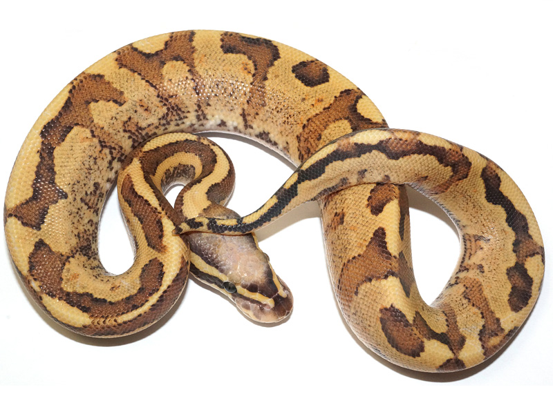 Morph List - World of Ball Pythons