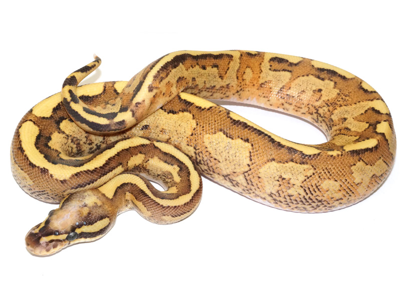 Morph List - World of Ball Pythons