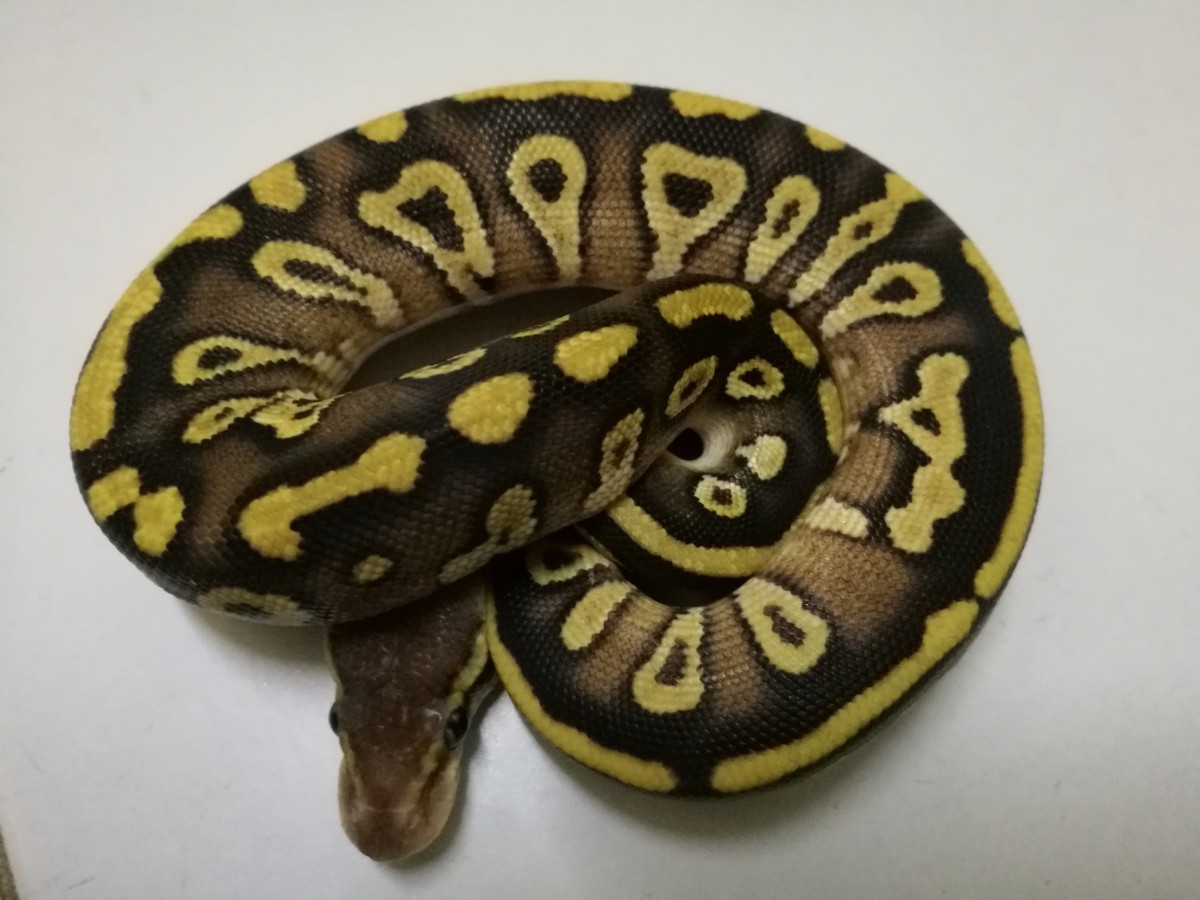 Morph List - World of Ball Pythons