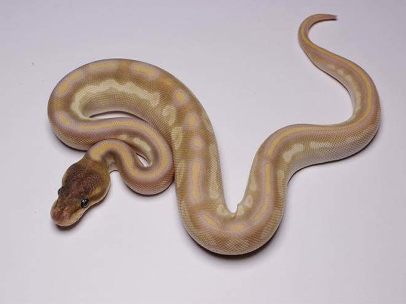 Morph List - World of Ball Pythons
