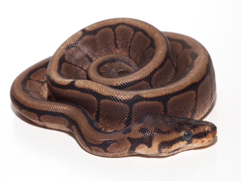 Morph List - World of Ball Pythons