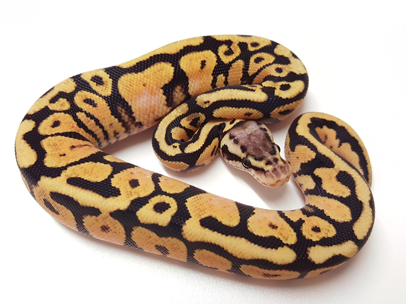 Morph List - World of Ball Pythons