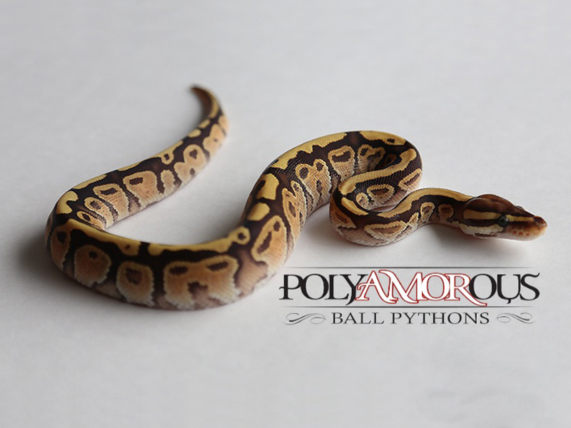 Morph List - World of Ball Pythons