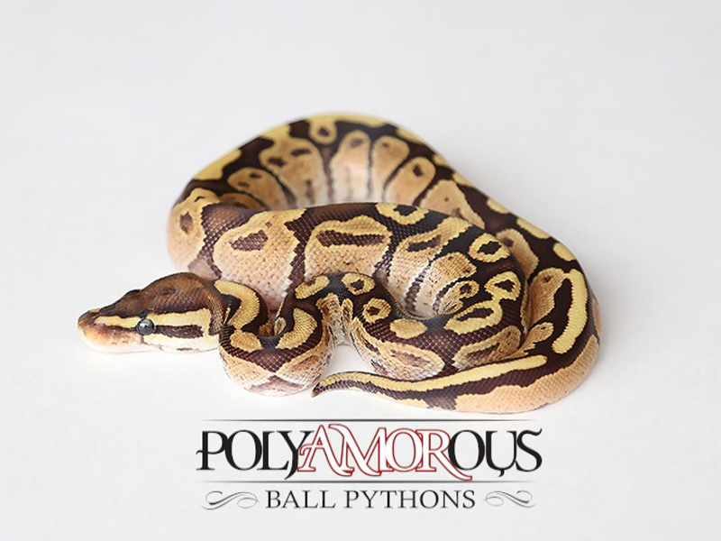 Morph List - World of Ball Pythons