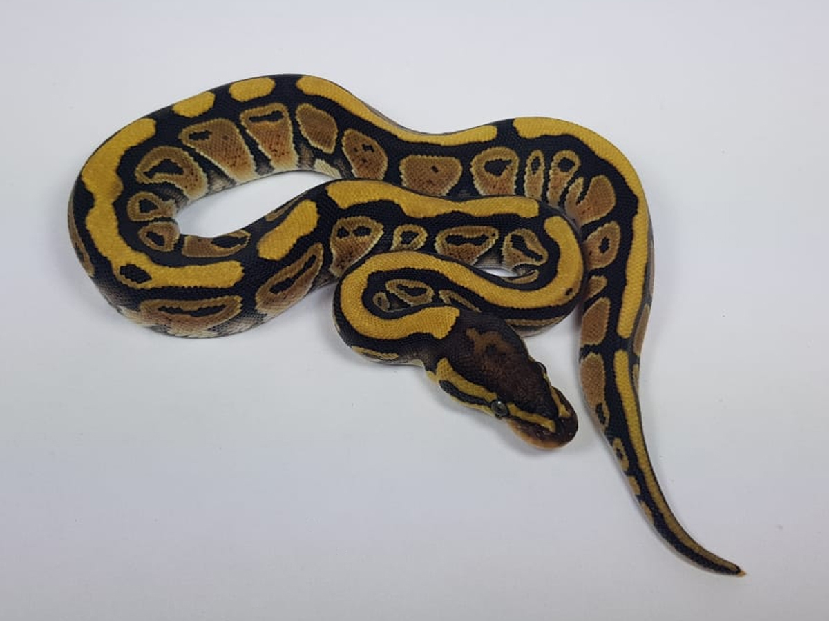 Mocha Specter - Morph List - World of Ball Pythons