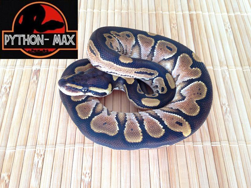 Morph List - World of Ball Pythons