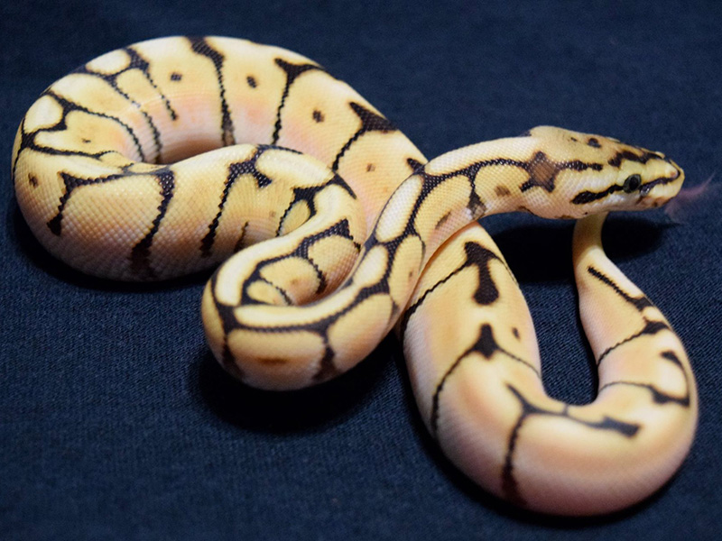 Morph List - World of Ball Pythons