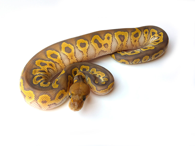 Morph List - World of Ball Pythons