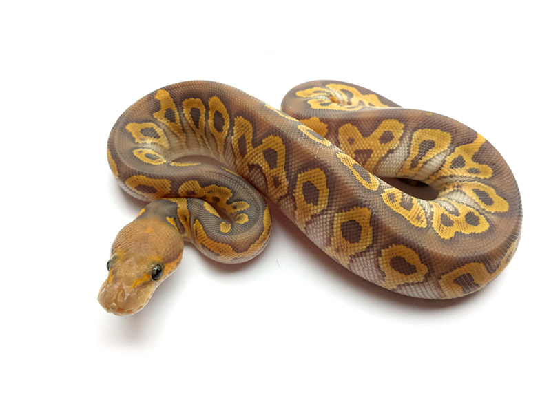 Morph List - World of Ball Pythons