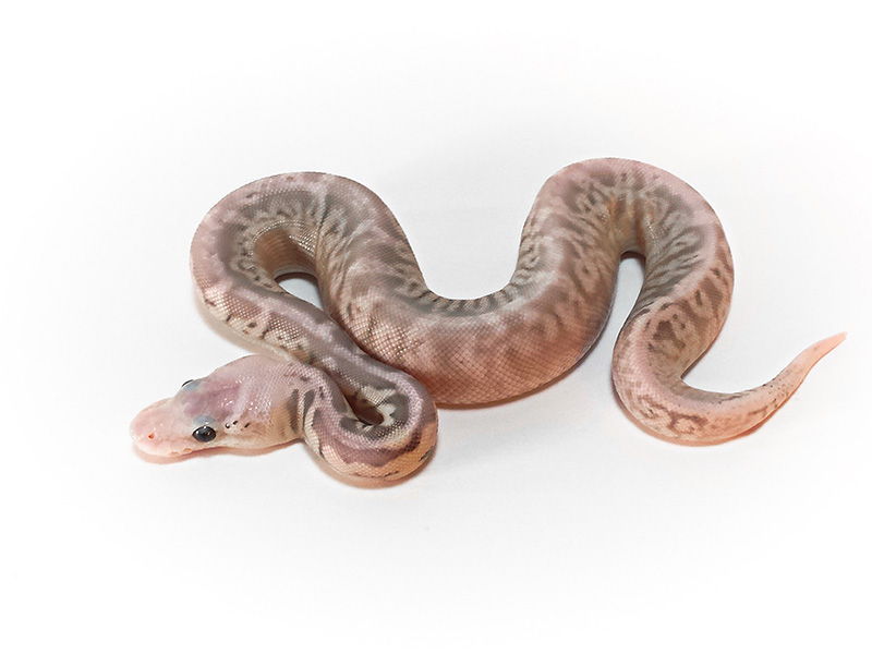 Morph List - World of Ball Pythons