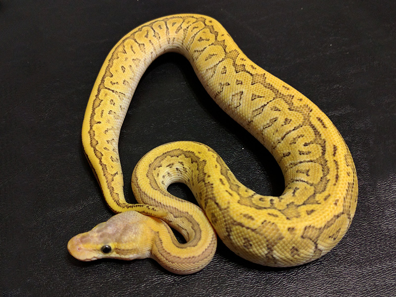 Mojave Pastel Pinstripe Vanilla - Morph List - World of Ball Pythons