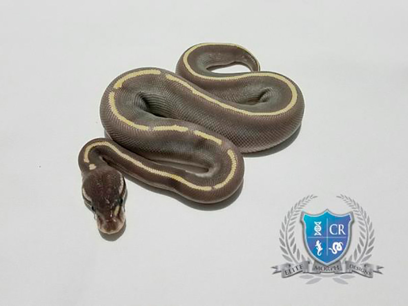 Mojave Phantom Sable - Morph List - World of Ball Pythons