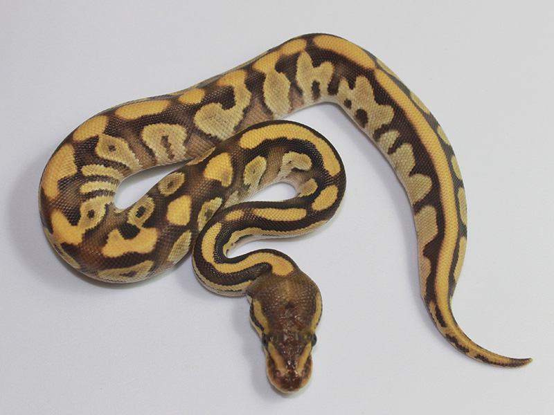 Morph List - World of Ball Pythons