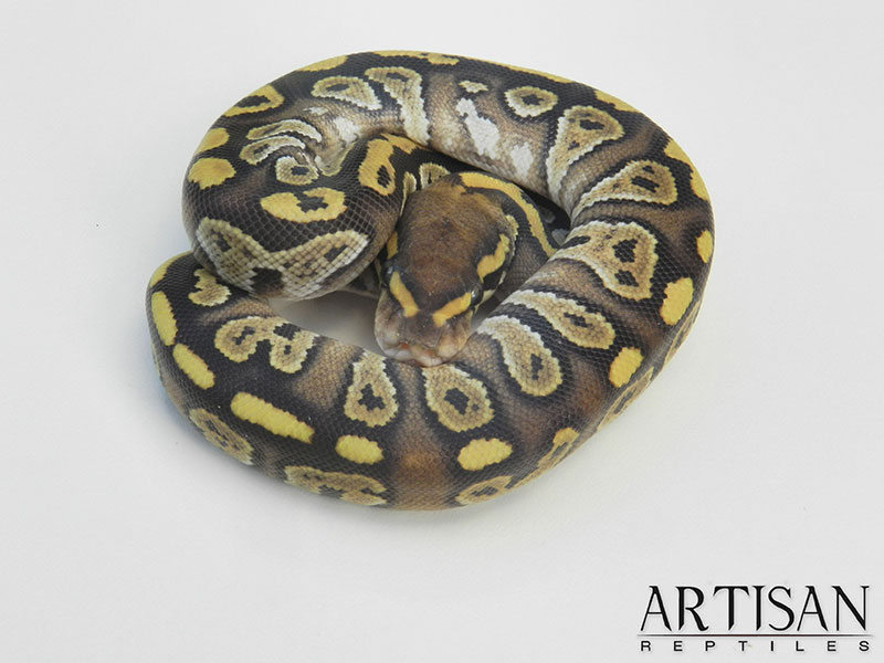 Morph List - World of Ball Pythons