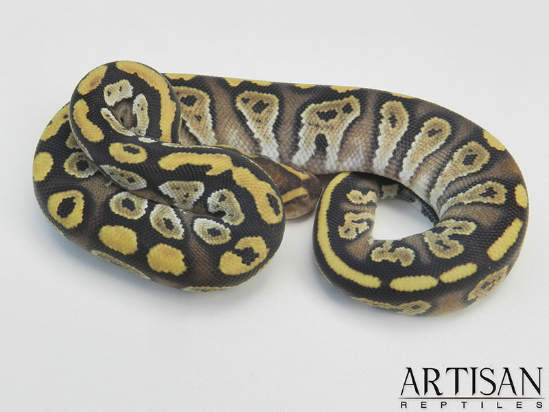 Morph List - World of Ball Pythons