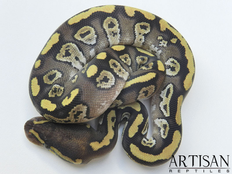 Morph List - World of Ball Pythons