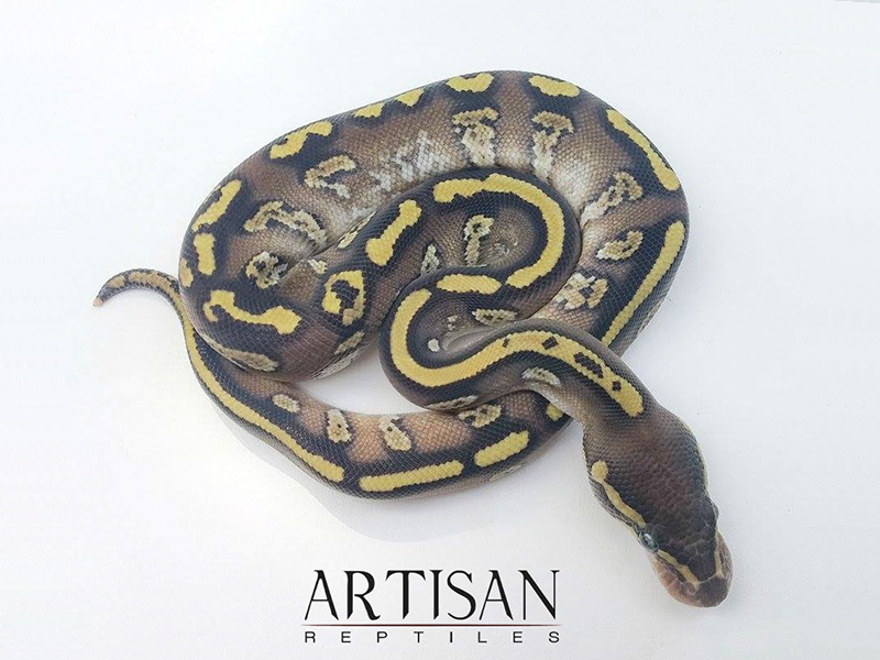 Morph List - World of Ball Pythons