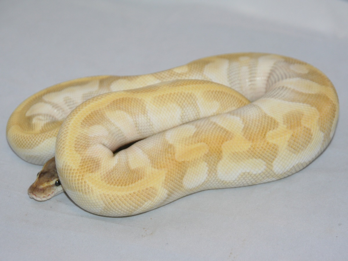 Morph List - World of Ball Pythons