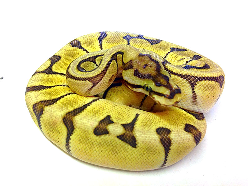 Morph List - World of Ball Pythons